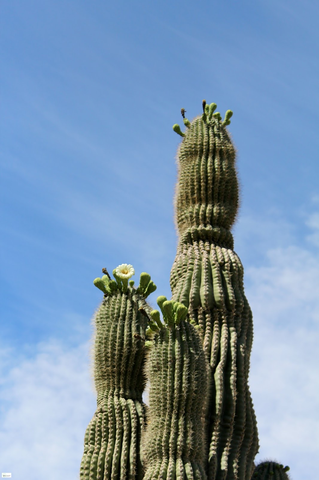 Wildflower Loop Trail, Desert Botanical Garden, Arizona | Caravan Sonnet