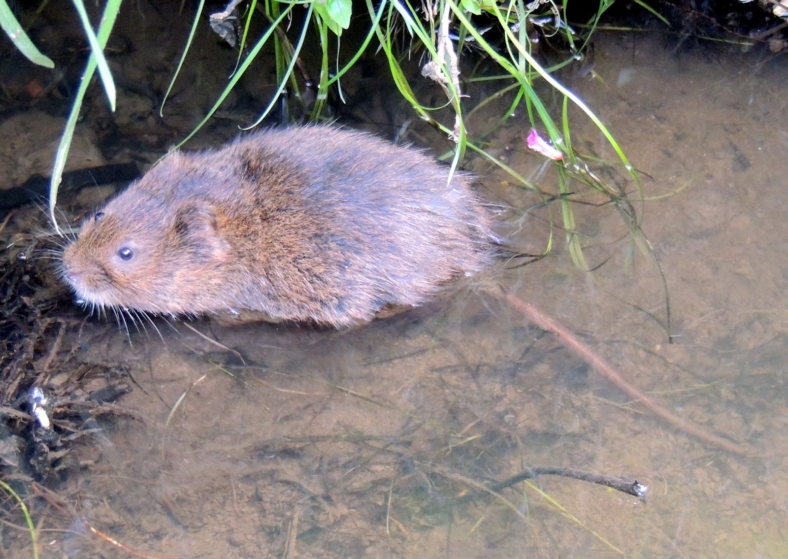 About a Brook: When Voles Grow Bold