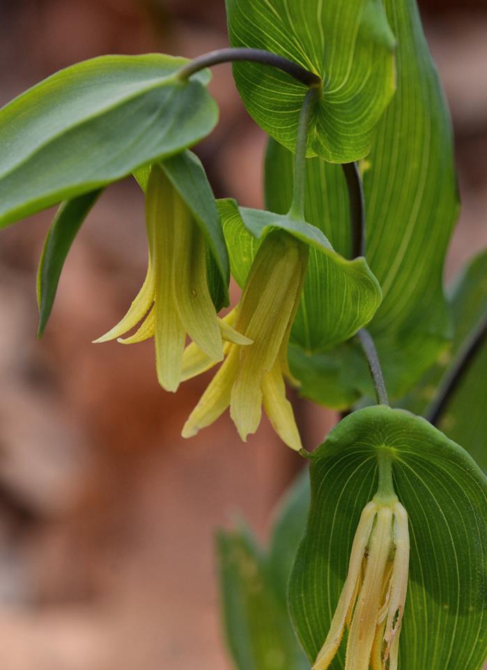 Nature Ramblers: Ramble Report March 24 2016