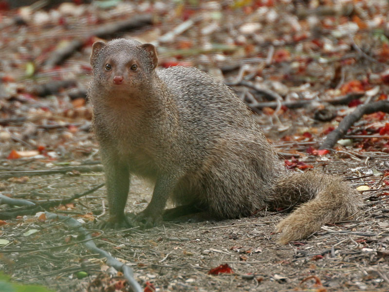 Brown Mongoose (Herpestes Fuscus)