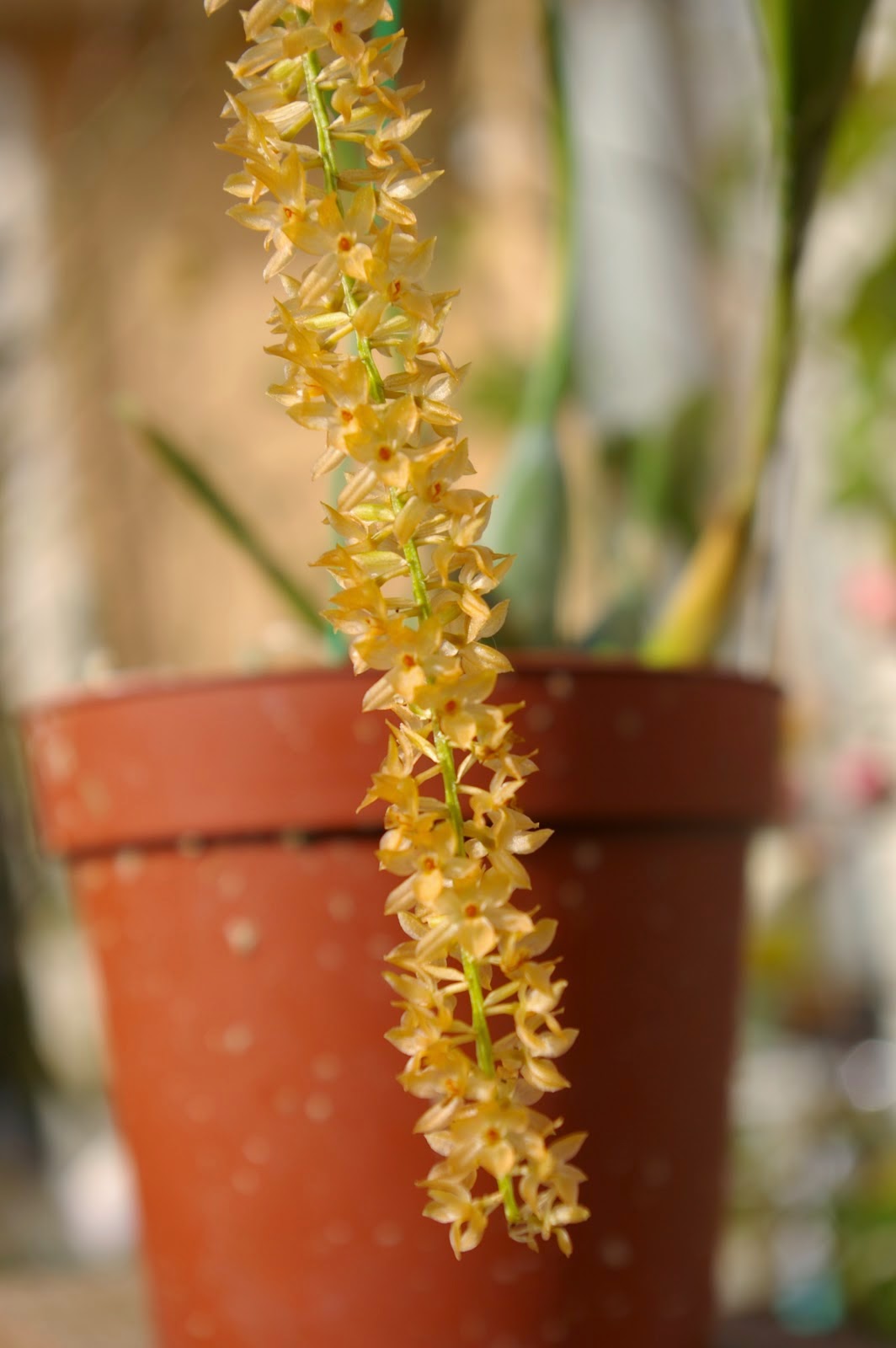 カトレヤの写真ブログ: Dendrochilum filiforme
