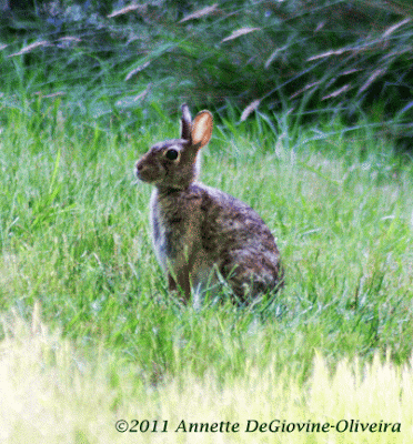 Long Island Images: Take a Hike in the Arshamomaque Preserve, Greenport