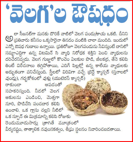 TELUGU WEB WORLD: ALL SEASON SPECIAL VELAGA FRUIT AND ITS MEDICINARY ...