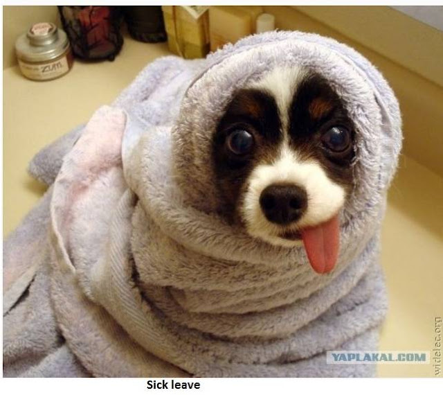 Java mon amour: If dogs worked in the office...