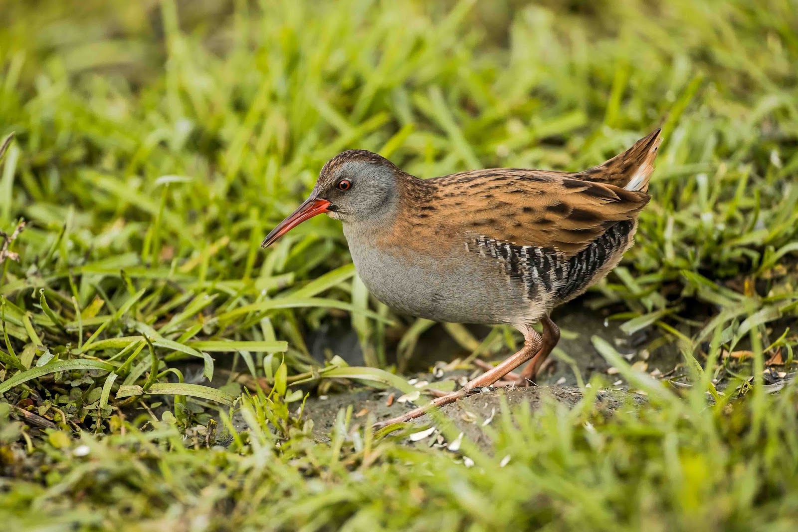RASCON EUROPEO - Rallus Aquaticus | Observatorio de la Naturaleza