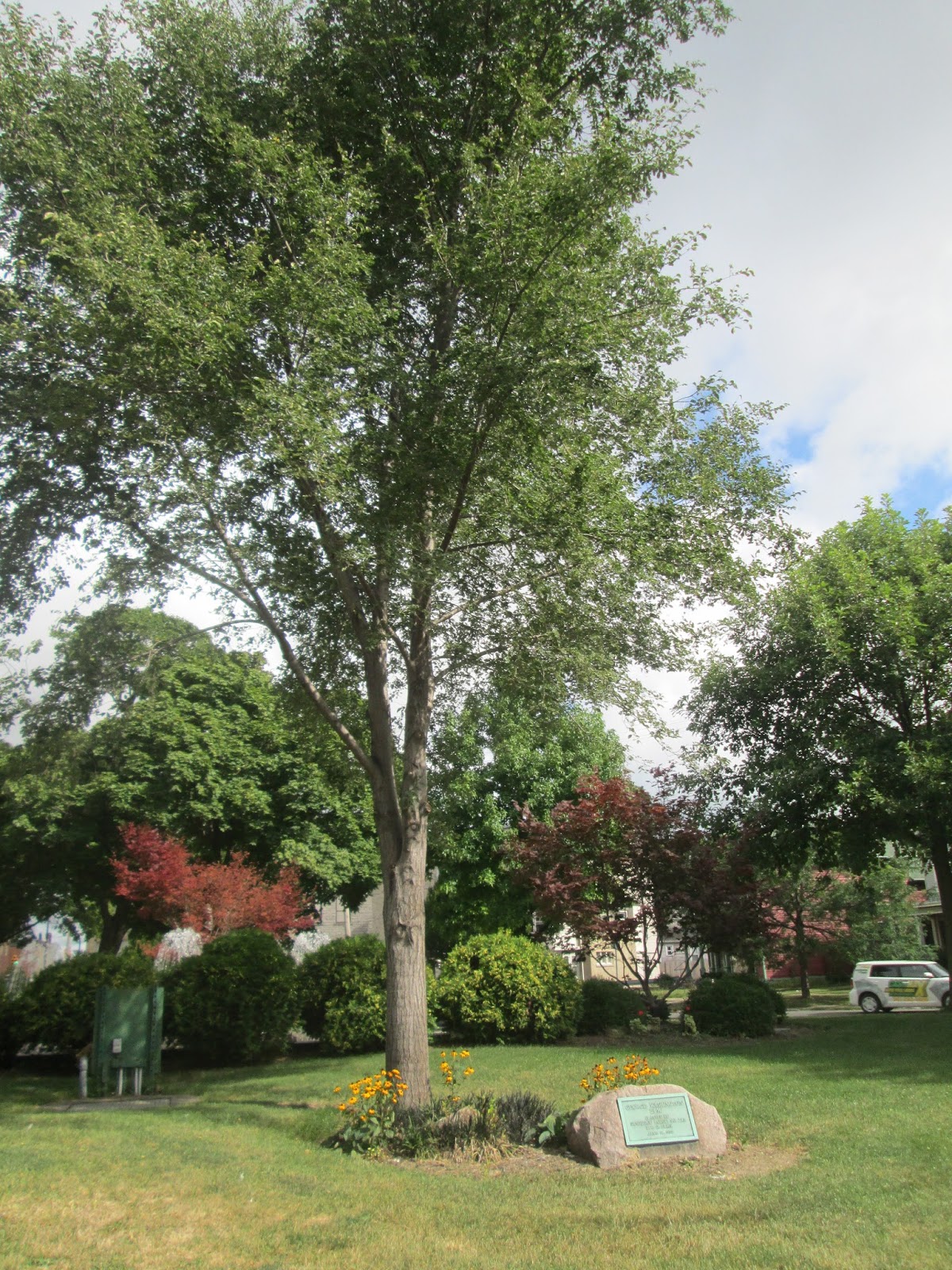 Graveyard Rabbit of Sandusky Bay: The George Washington Elm Tree in ...
