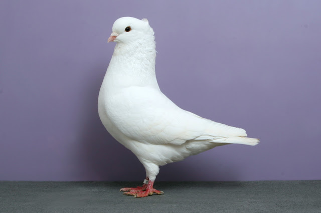 World of Pigeons and Doves: 2013