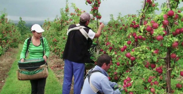 Despre Livada de mere