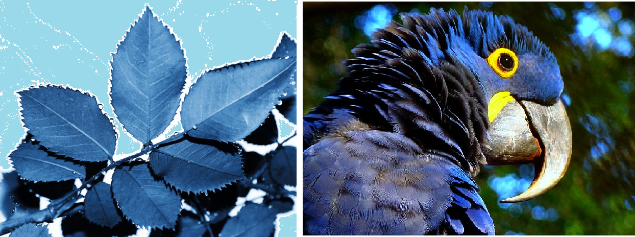 Por que existem poucos animais azuis? - Saber Atualizado