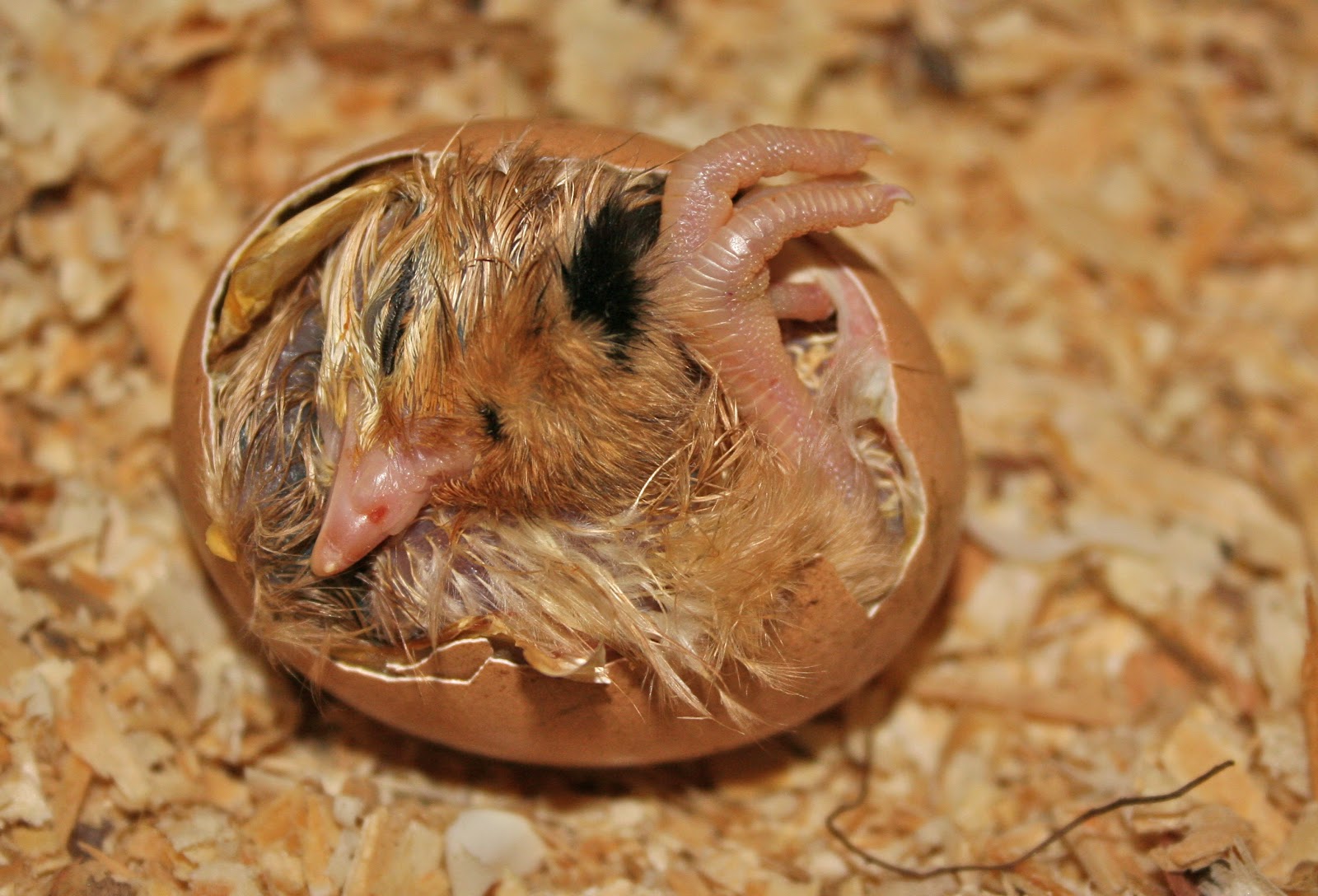 Kornerstone Farms: Baby Chick