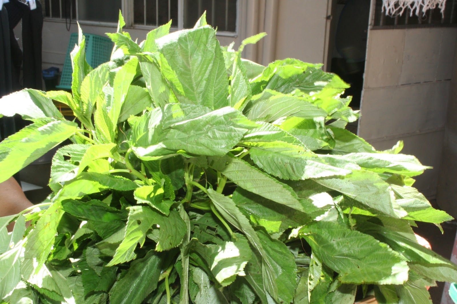 Living with Nature - School on Blog by Dr. Abercio V. Rotor ...