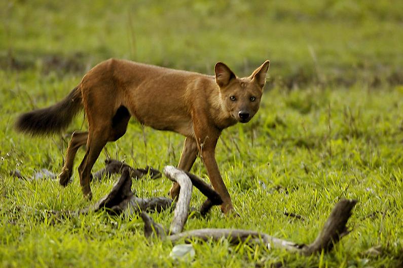 Dhole | The Life of Animals
