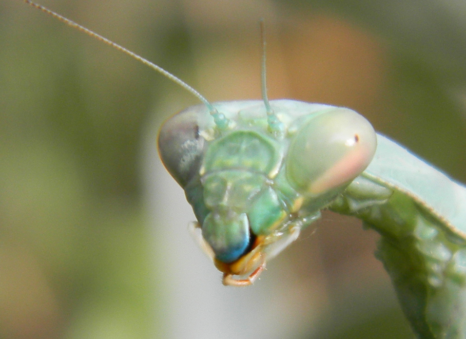 Journal of a Naturalist