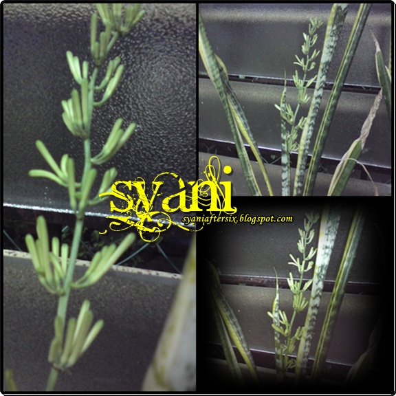 ♥SYANI♥: FIRST TIME TENGOK BUNGA LIDAH JIN