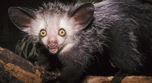 Wild Life Cabinet: Best and Complete Biography of Aye-aye