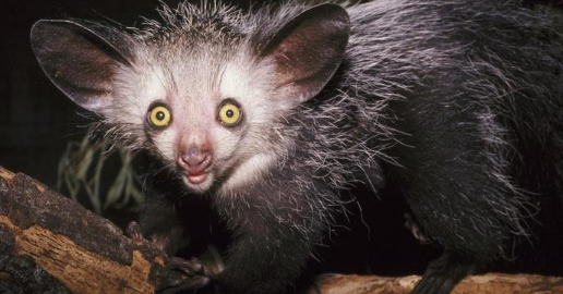 Wild Life Cabinet: Best and Complete Biography of Aye-aye