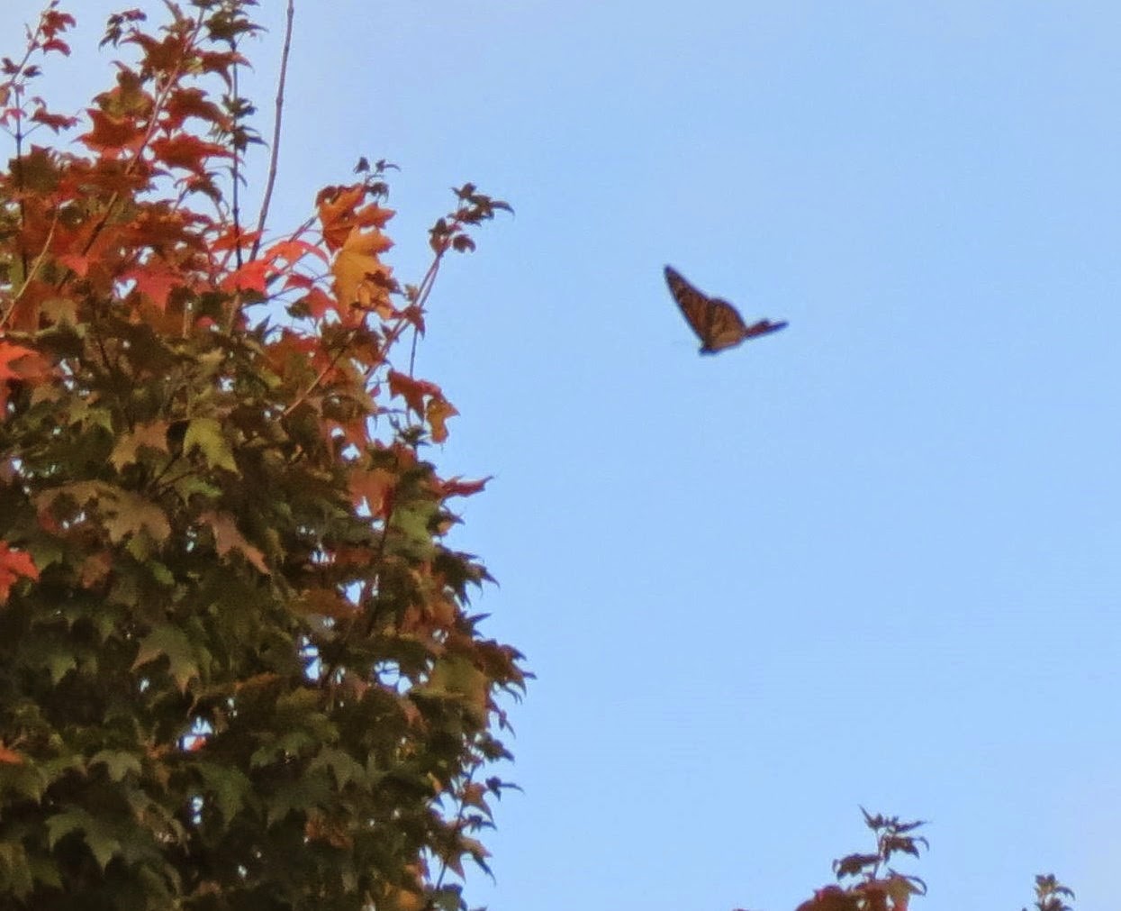 Mountain Glen Farm Journal: Magnificent Monarch