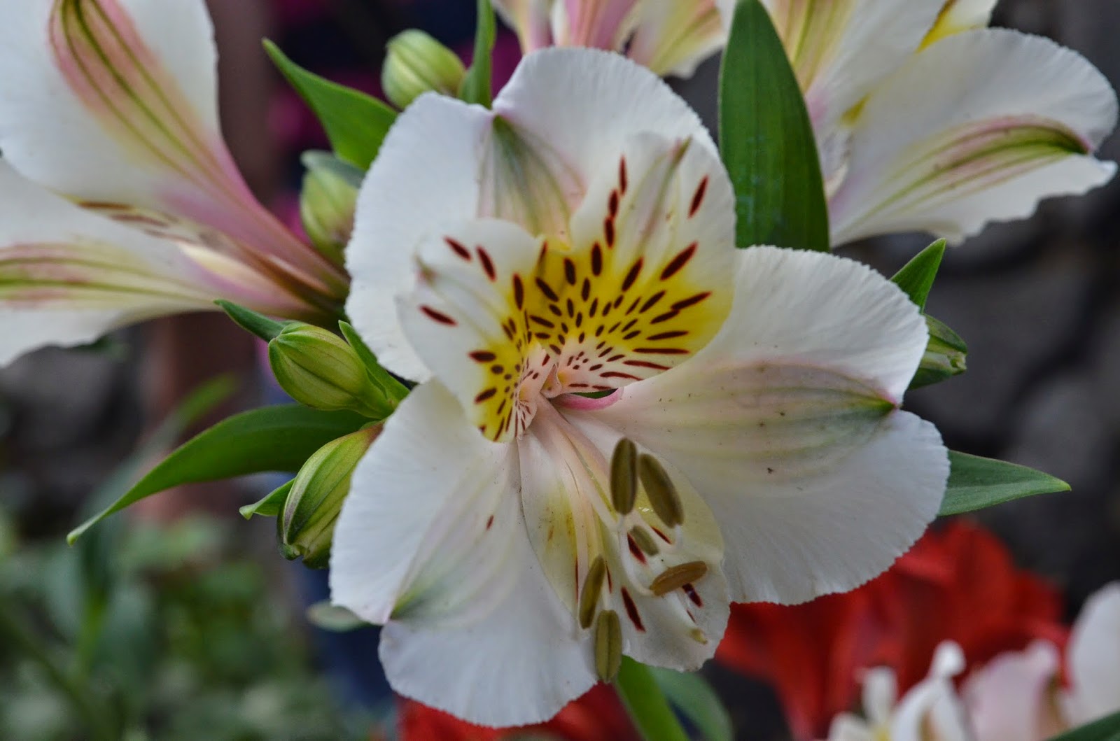 35 Most Beautiful Flowers in Baguio City