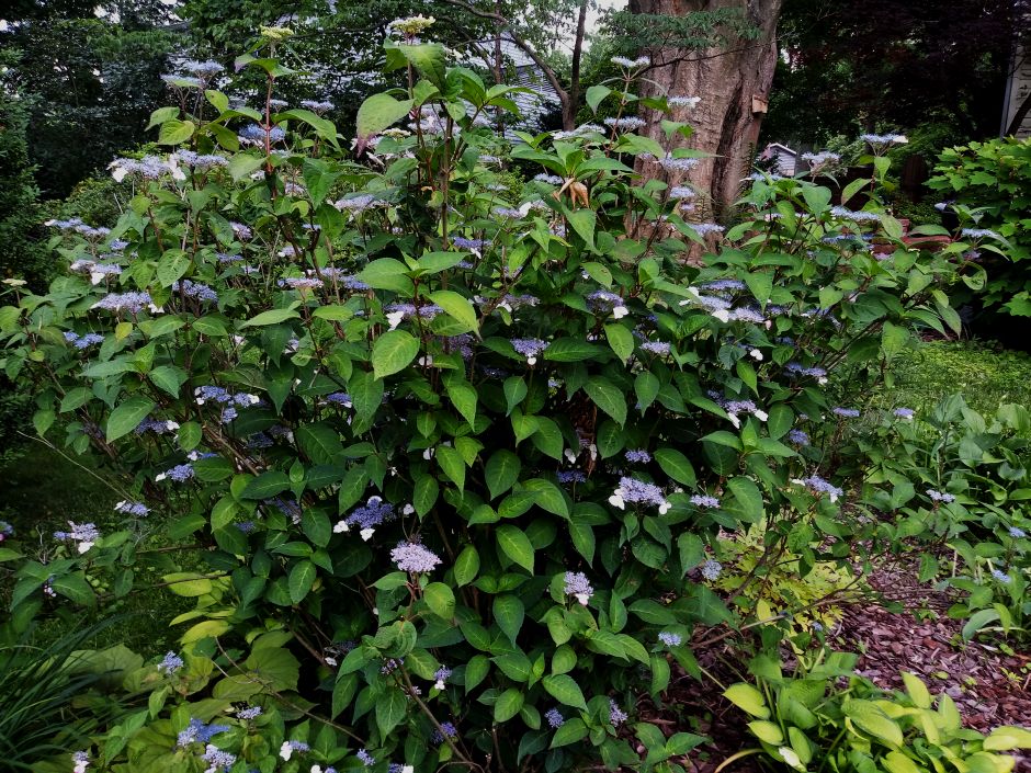 Future Plants by Randy Stewart: Hydrangea - Other Species