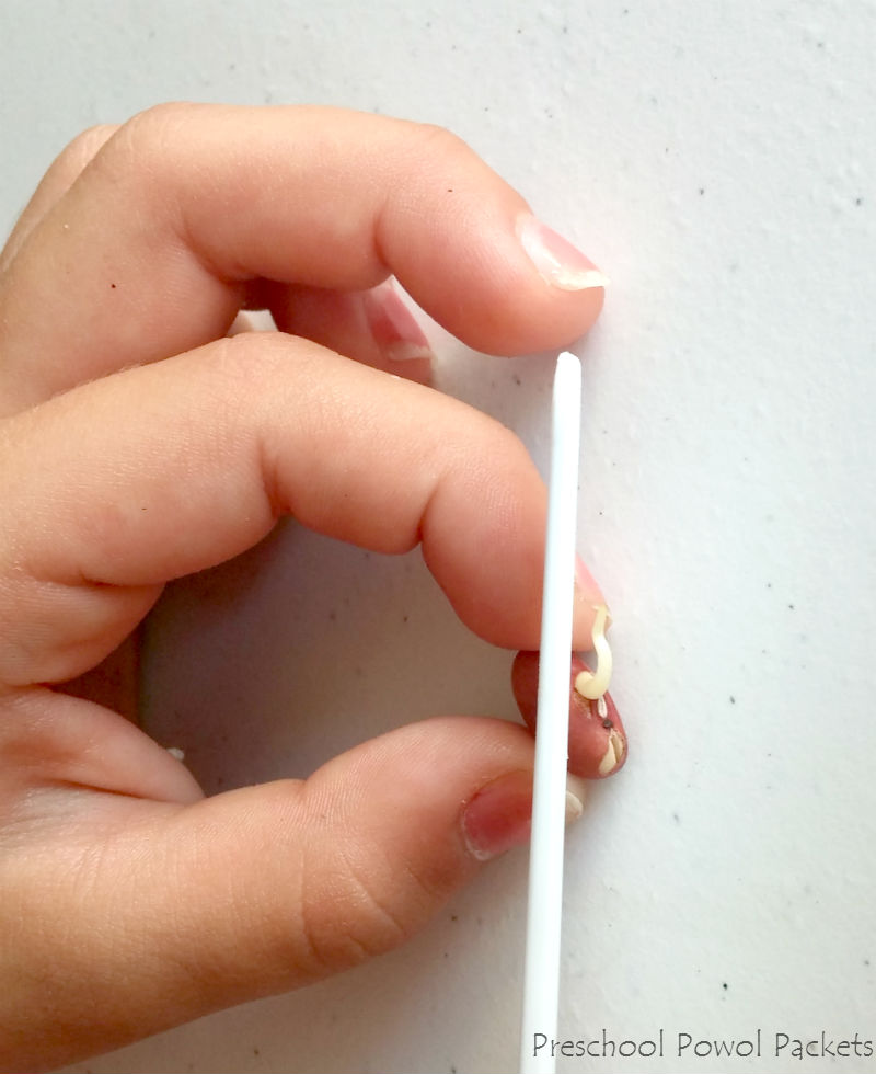 Dissect a Bean Seed Lab! | Preschool Powol Packets