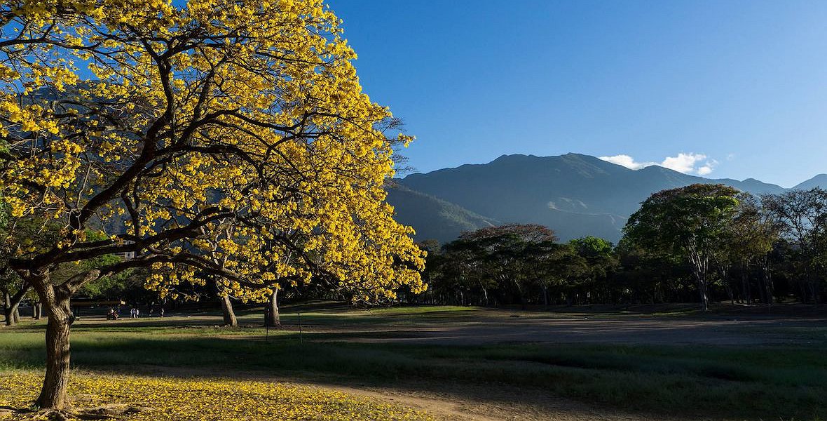 La Tierra en Rotación: Hace 70 años el araguaney fue declarado Árbol ...