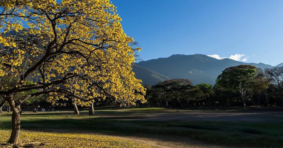 La Tierra en Rotación: Hace 70 años el araguaney fue declarado Árbol ...