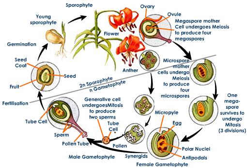 Morphological Characters of an Angiospermic Plant