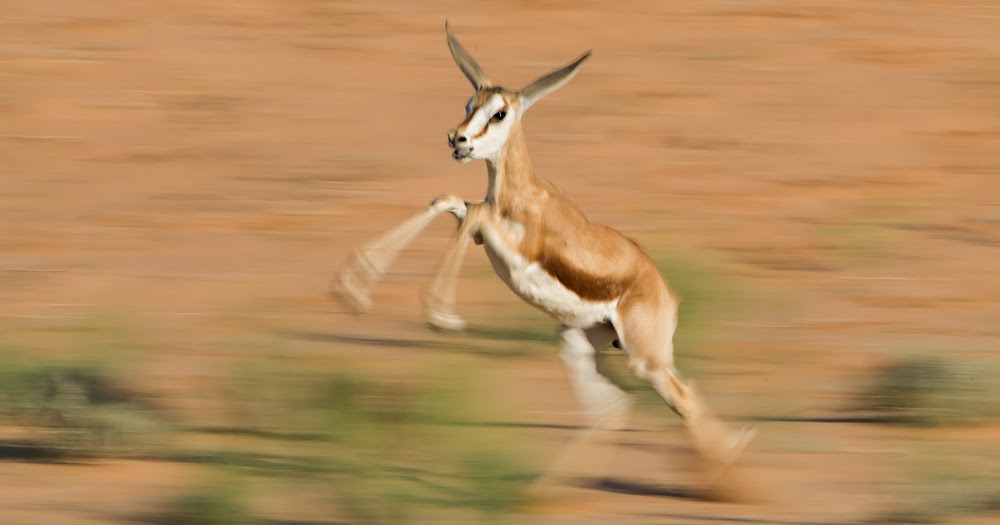 SAFFAscapes: Whoa Horsey