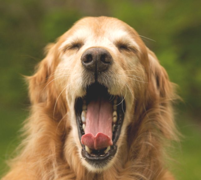 NUNCAJAMAS COCKER: SIGNIFICADO DEL BOSTEZO