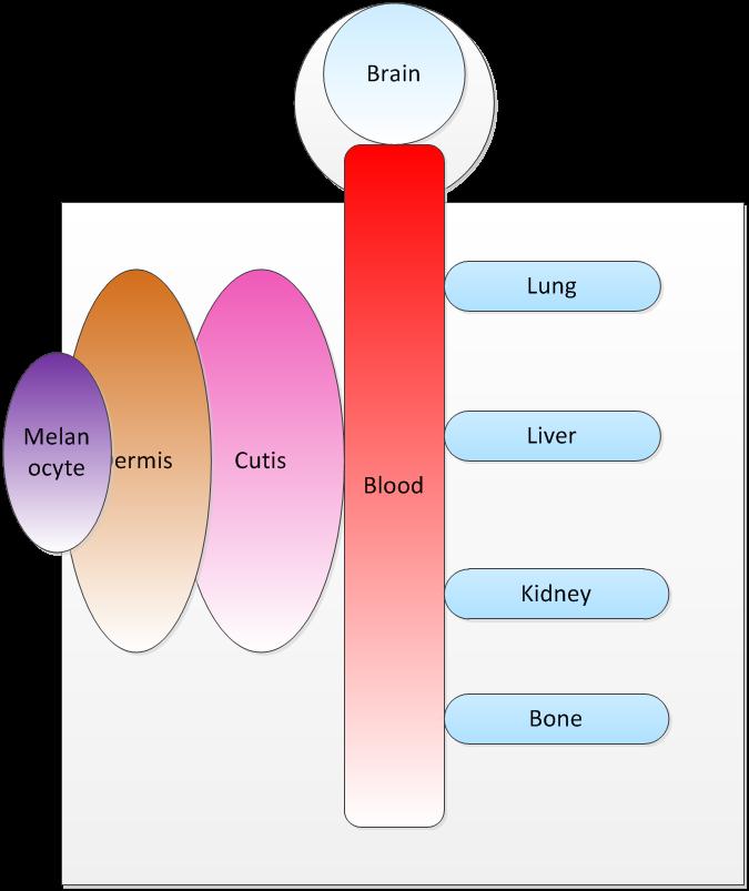 The Squirrel's Nest: Cancer Models:Prediction and Control