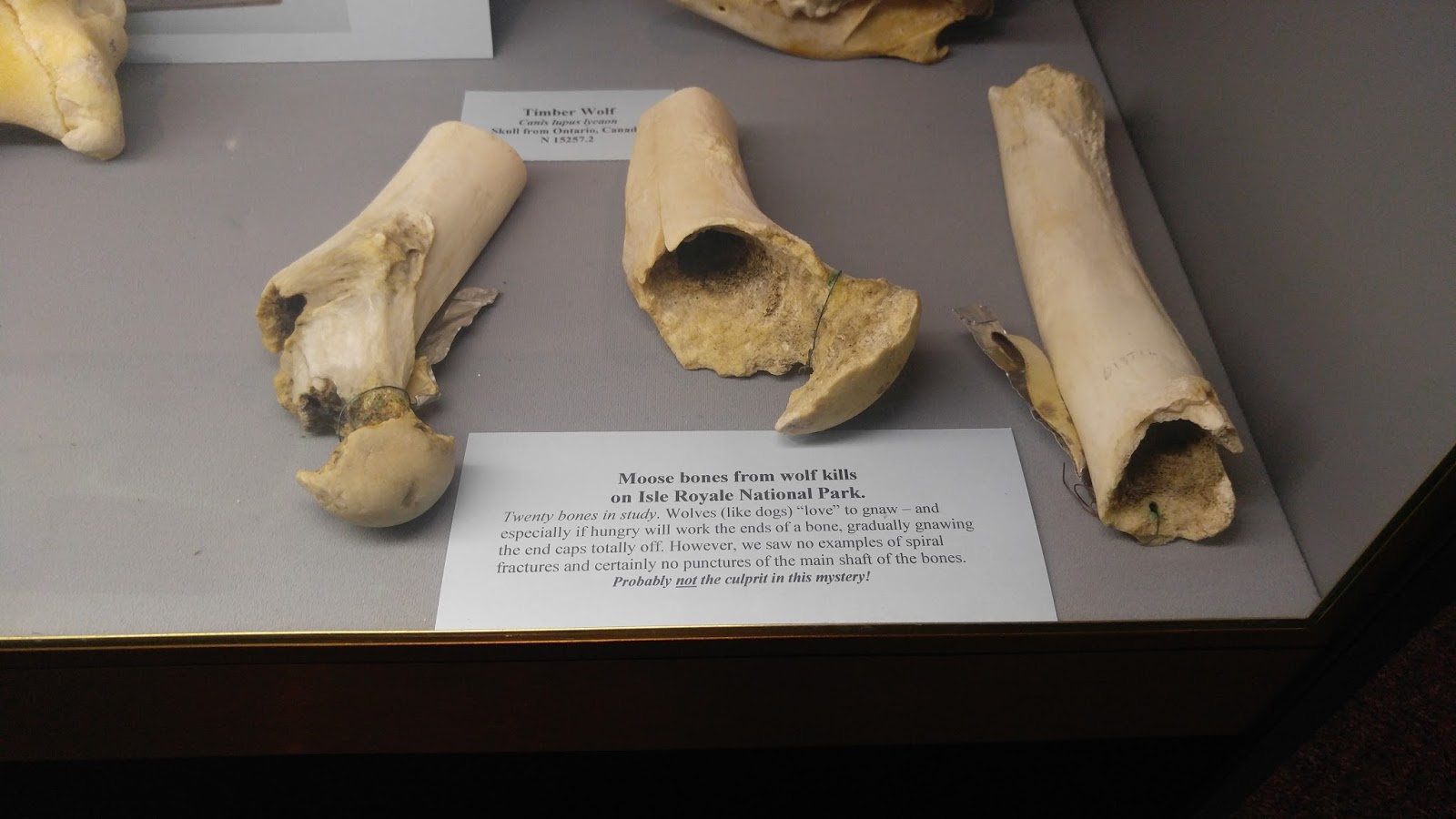 Travels of a Hobgoblin Taphophile: Fossil Stag Moose - Ohio History Center