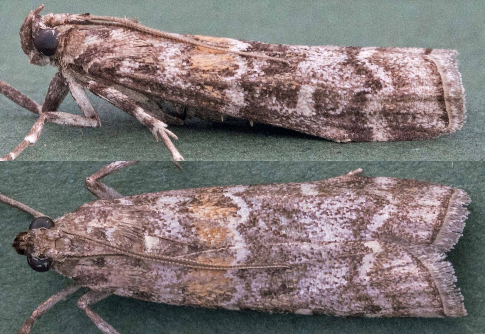 Hereford and Worcester Moths: Dioryctria sylvestrella at Wolverley