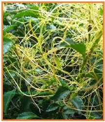 BIOLOGI GONZAGA: SOAL TRY OUT UN SD BIOLOGI 3