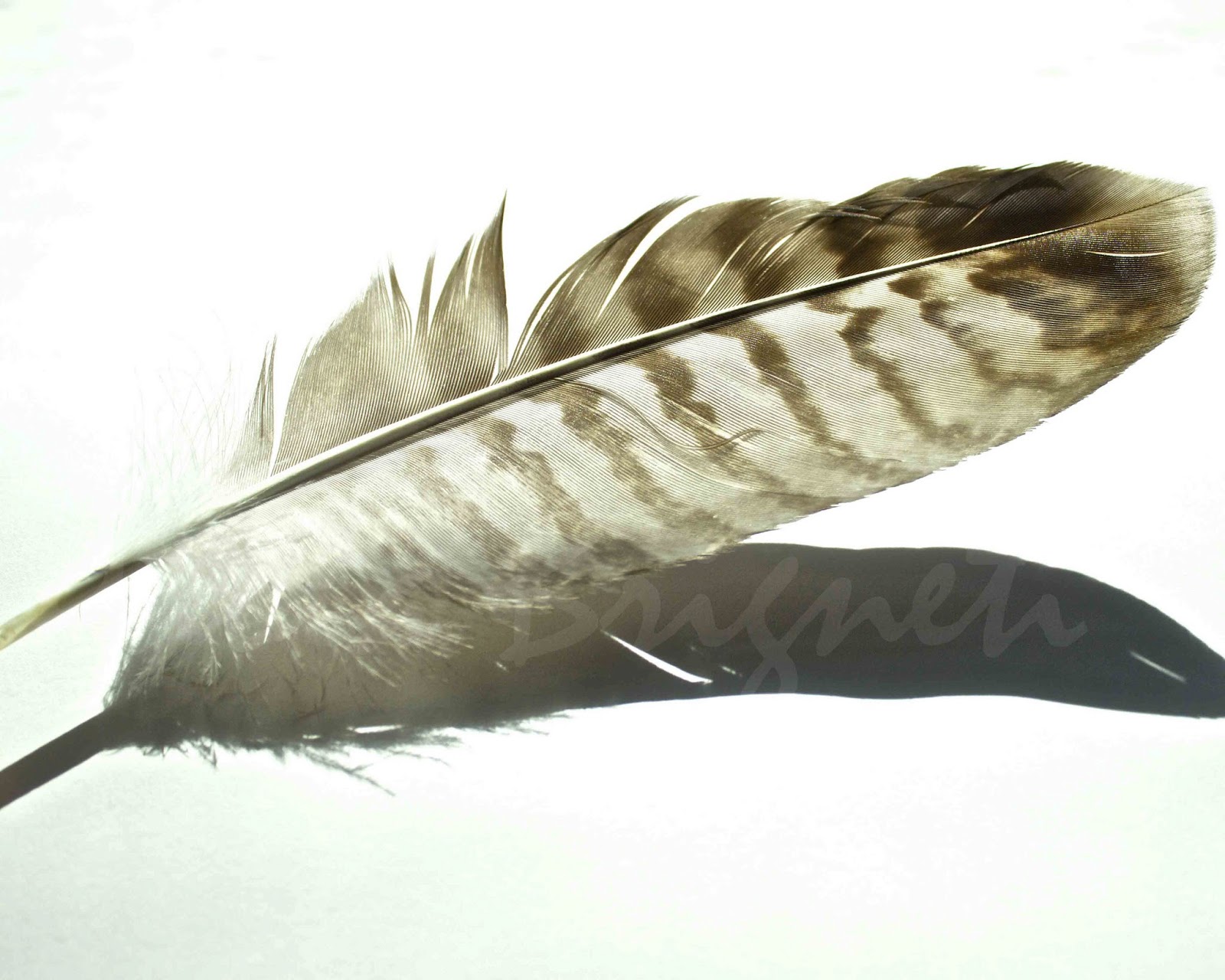 World Photos by Paola: Found a Feather in the Forest