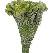 Amazing Garden: Celosia Flower-Easy Flower to Plant