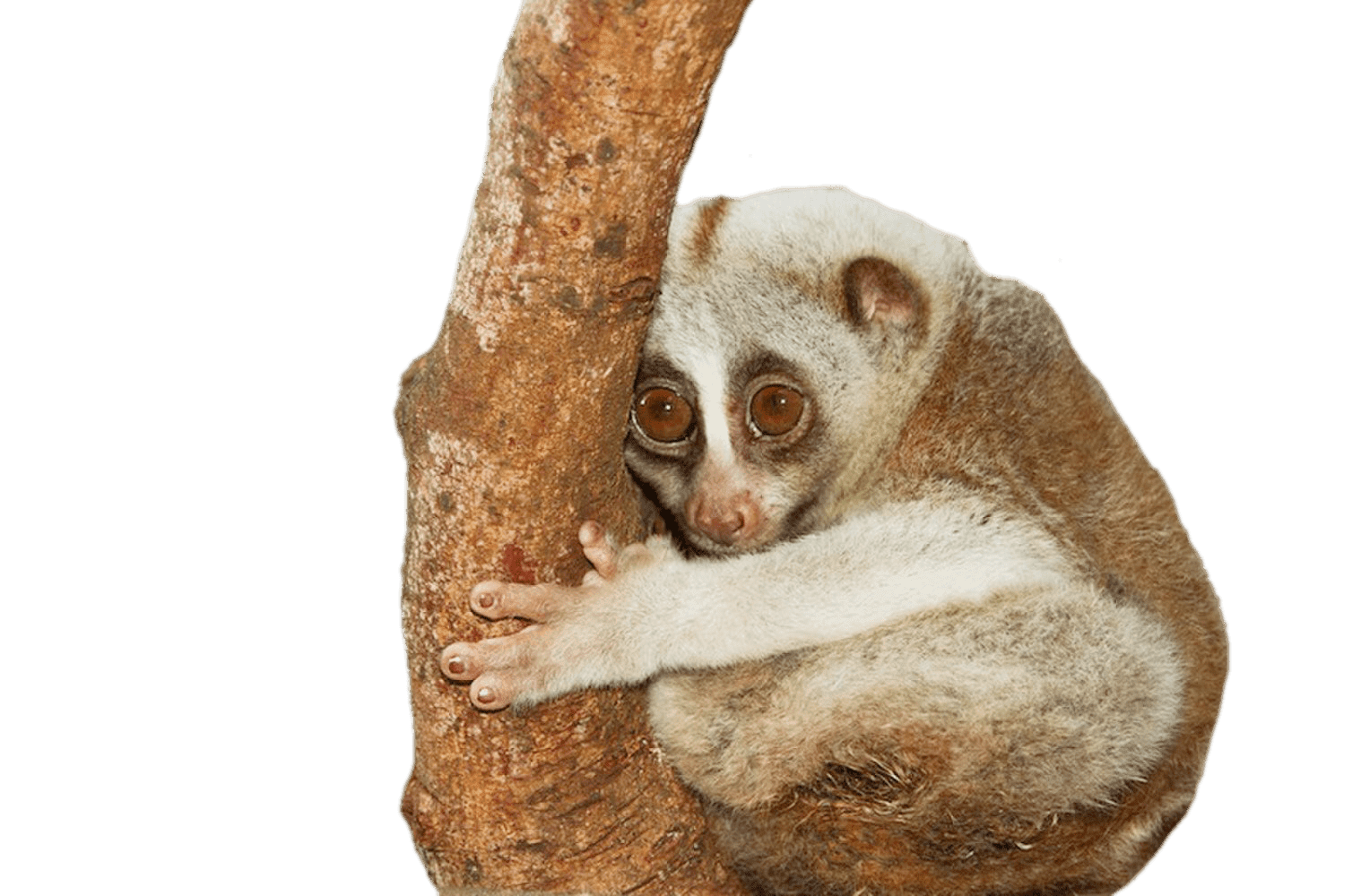 EKOGEO: HARI PRIMATA NASIONAL 2018