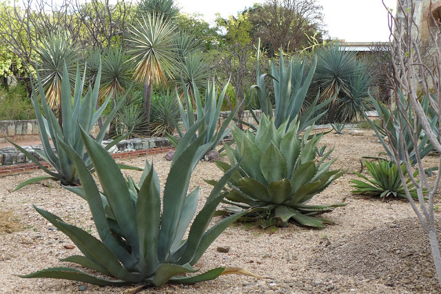 bensozia: Oaxaca Botanical Garden