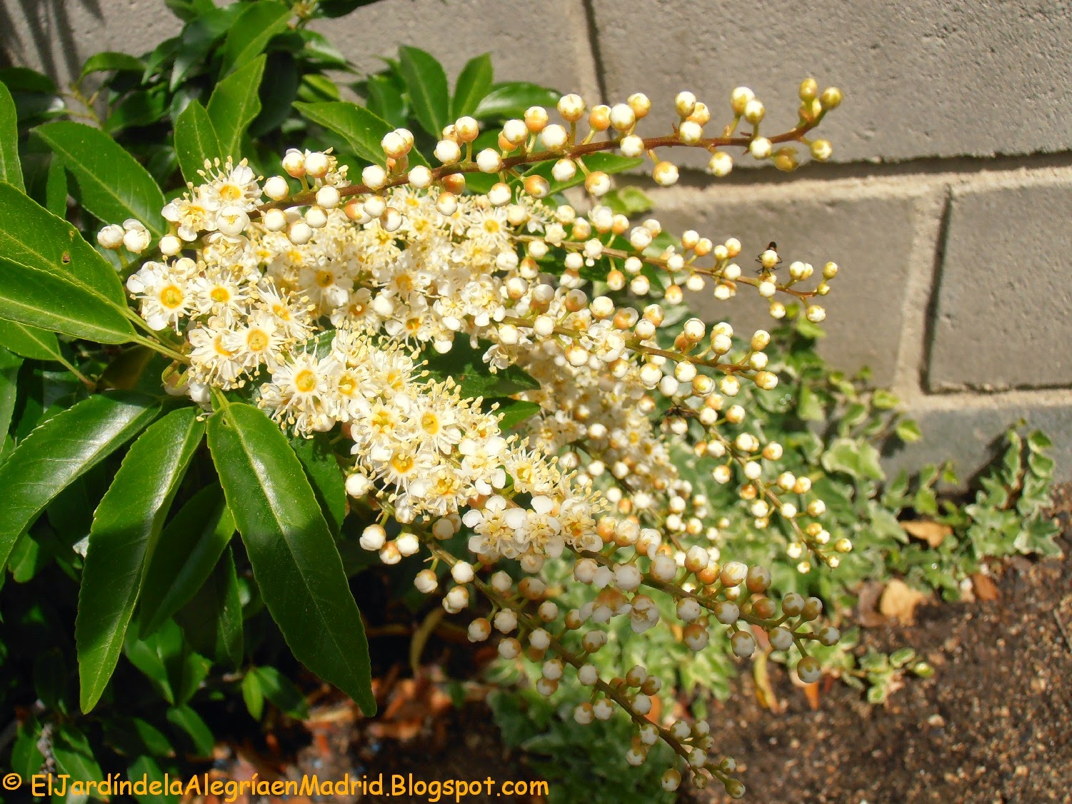 El jardín de la alegría : Prunus lusitanica (Loro, Laurel de Portugal o ...