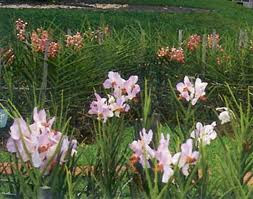 Taman Mini Indonesia Indah(TMII) di Jakarta: Taman Anggrek