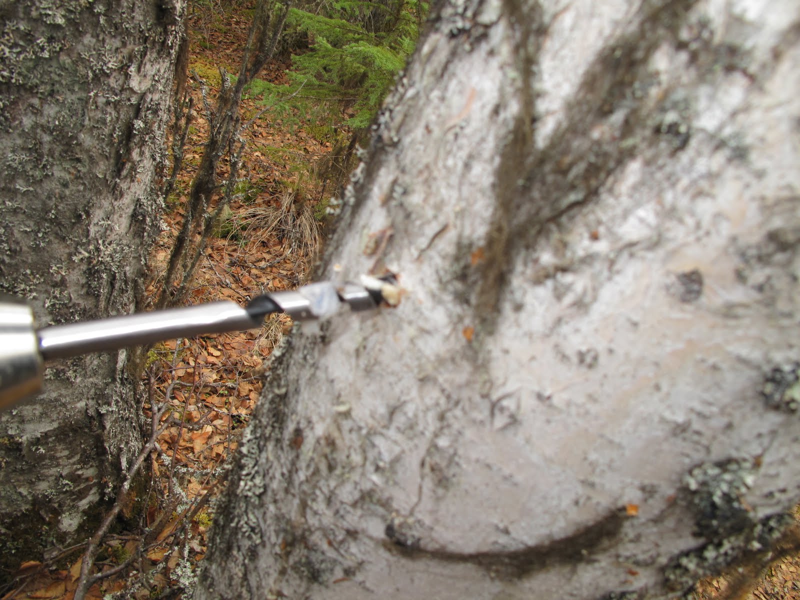 BASECAMP NIKISKI: ...tapping Kenai birch trees