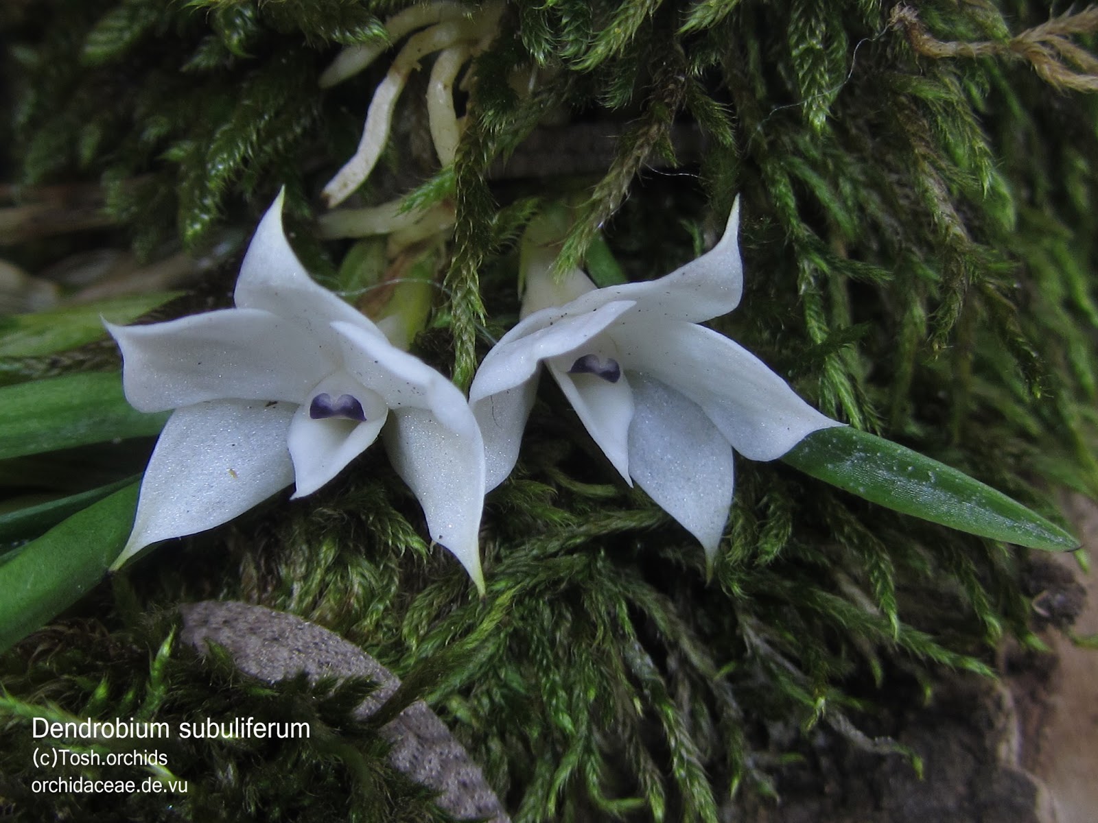 Orchidaceae: Dendrobium subuliferum