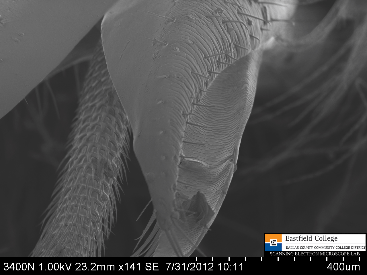 Scanning Electron Microscope Blog: A Lone Drone (Bee)