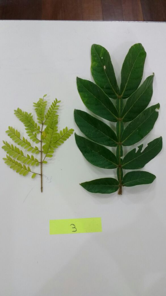 Biocuriosidade: Folhas e suas características