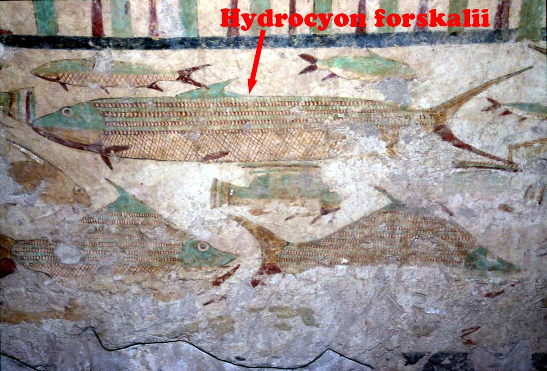 Imagenes de Egipto: The tomb of Ankhtifi at Mo'alla