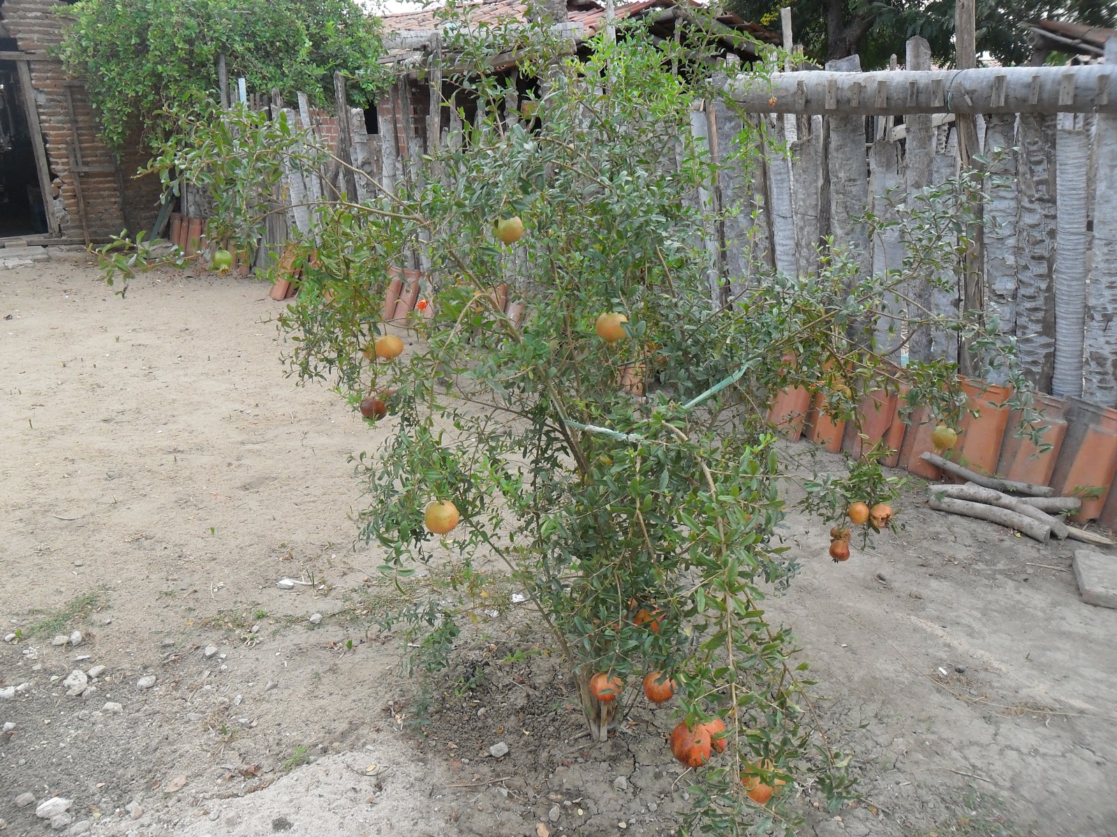 Flora: a beleza que poucos conhecem: ROMÃ