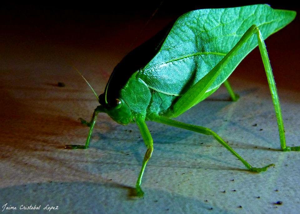 Jaime Ramos Méndez: Mundo natural en el Occidente de Michoacán ...
