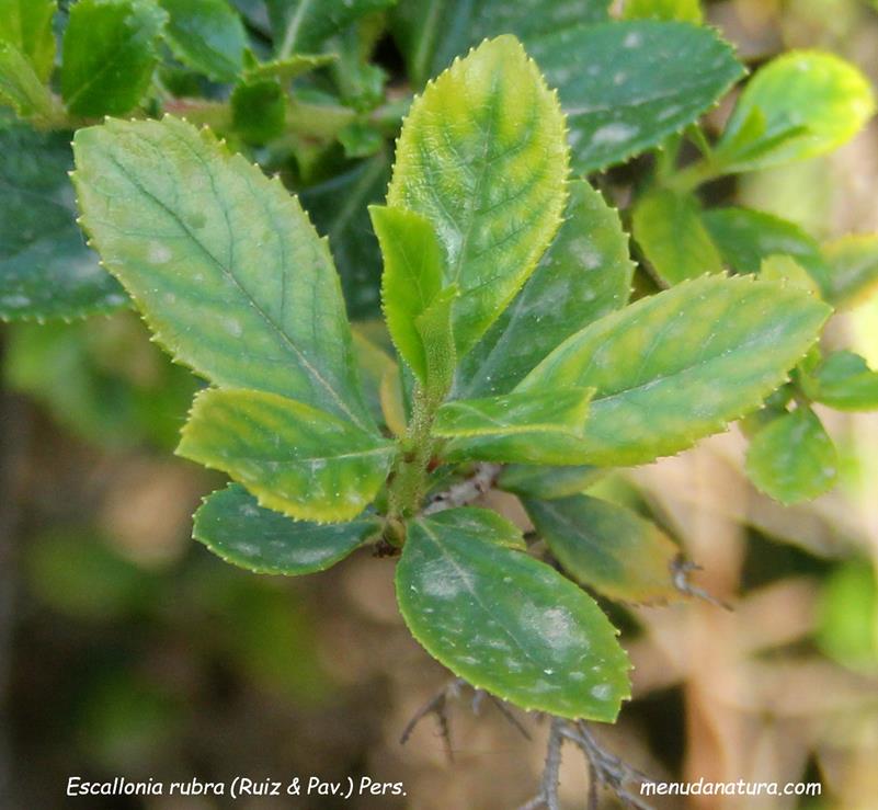 El Jardí de Menuda Natura: d’octubre 2015