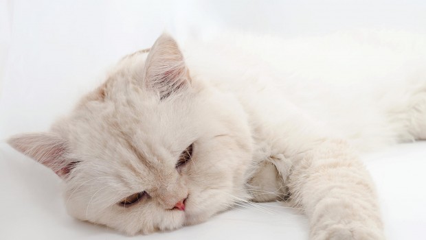 Deadly Virus Causes Panleukopenia In Cats | Cat News - MASSAPEDIA