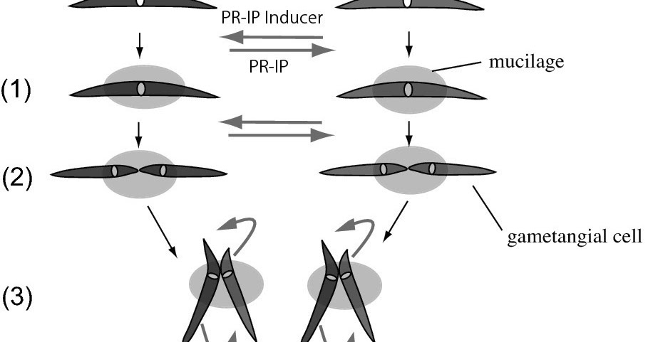 Knowledge Class: Sexual Reproduction in the Closterium peracerosum ...
