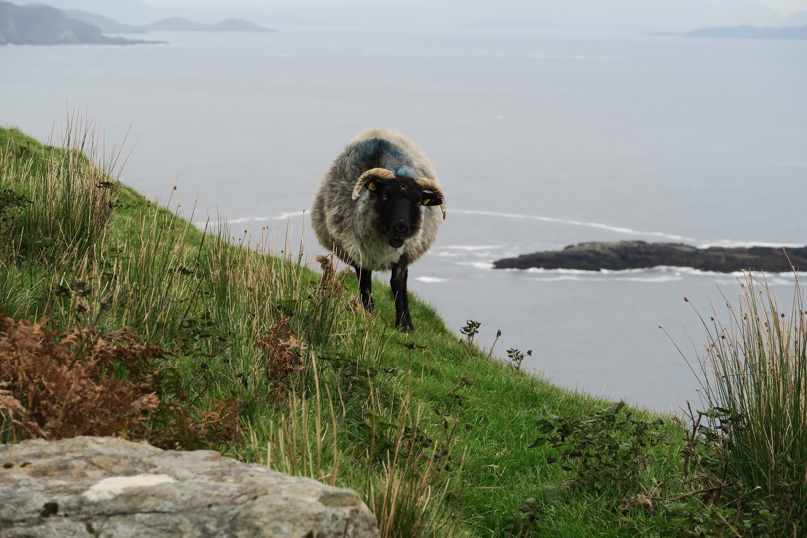 Day 12 & 13: Ireland - Sheep and driving